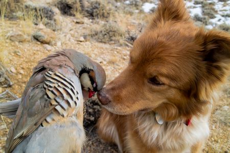 Garhart Stephenson’s Guide to Successful Chukar Hunting - Shotgun Life