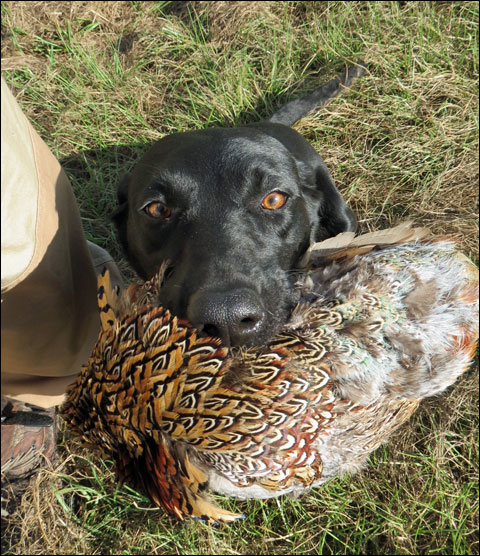 Trainer Robin Watson Practices “Gentle Training Culture” At His New ...